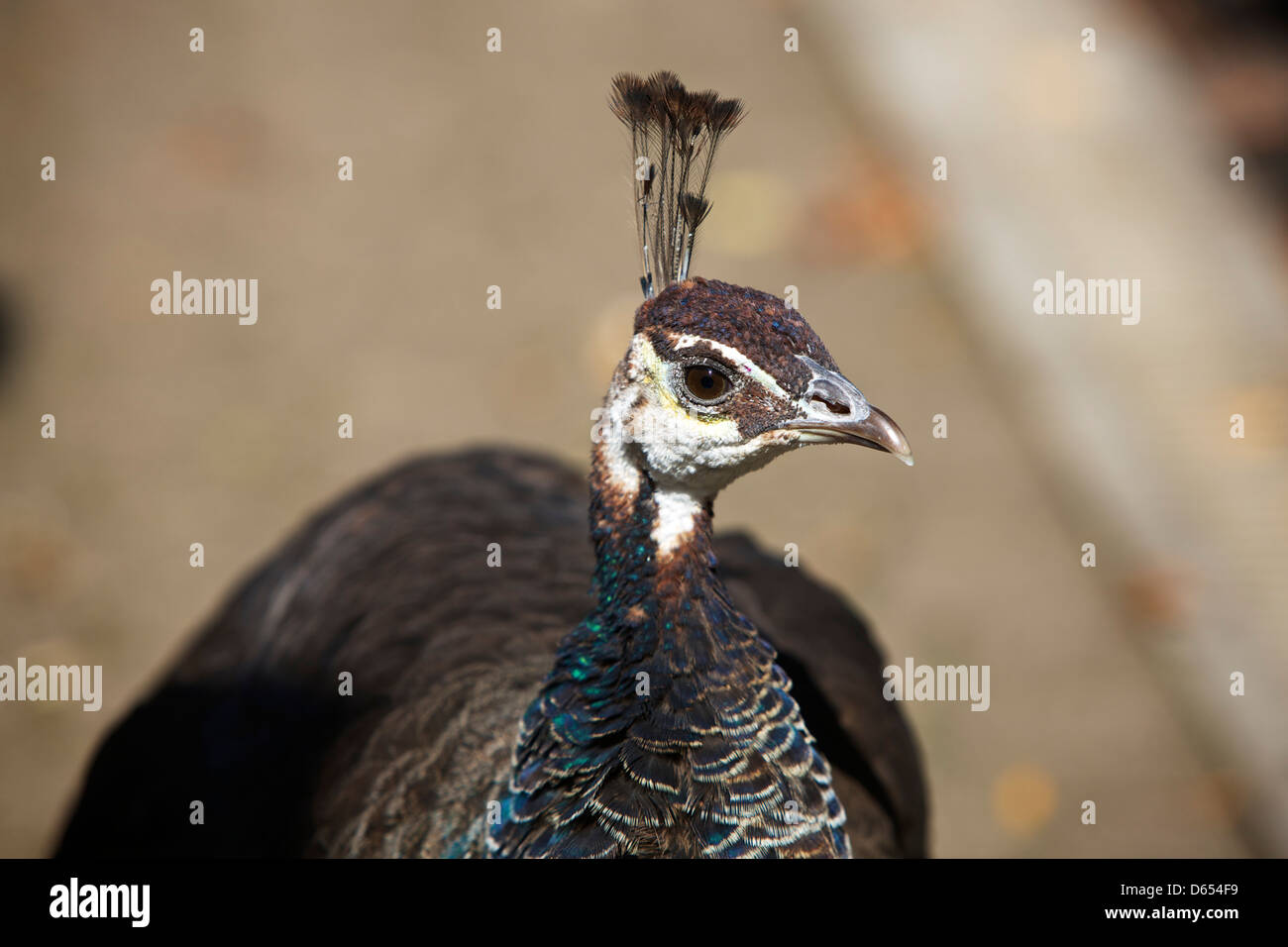 Female peahen hi-res stock photography and images - Alamy