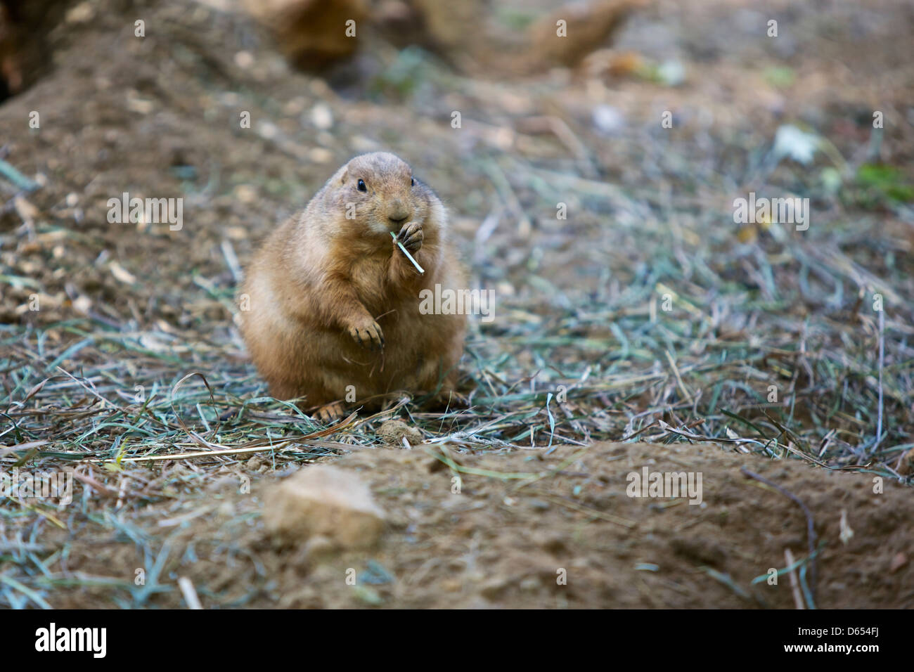Groundhog Smoking