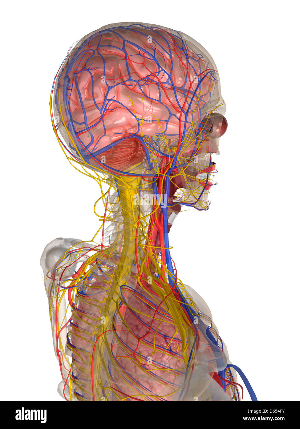 Human skeleton top view hi-res stock photography and images - Alamy