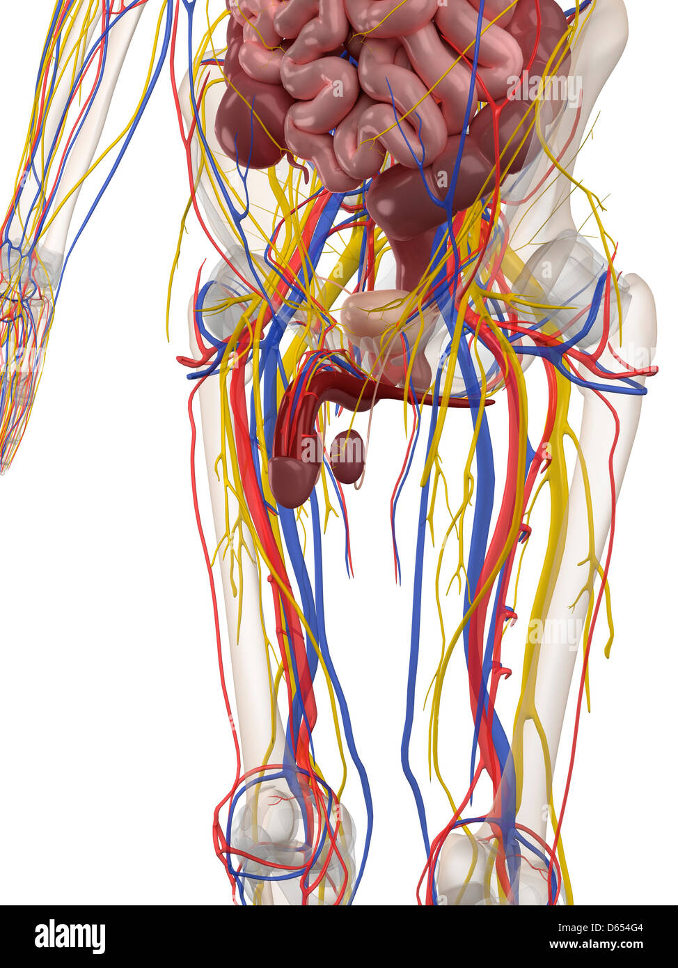 Male anatomy, artwork Stock Photo - Alamy