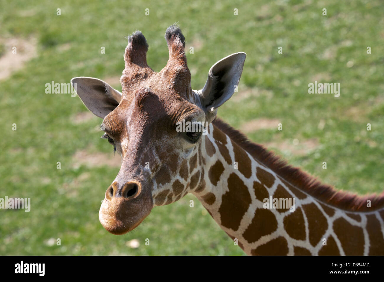 head shot of a giraffe Stock Photo - Alamy