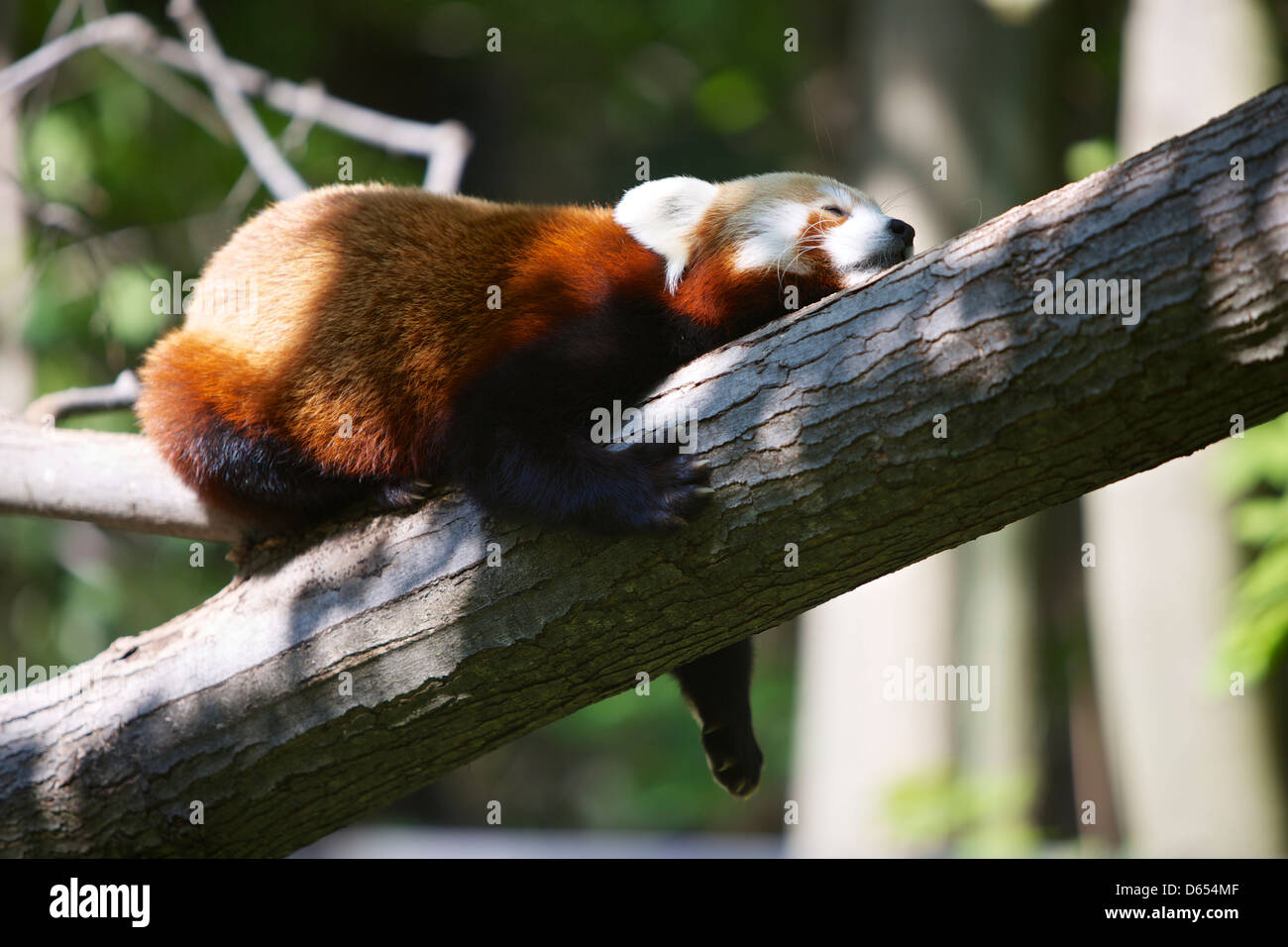 Red Panda sleeping on a tree branch Stock Photo - Alamy