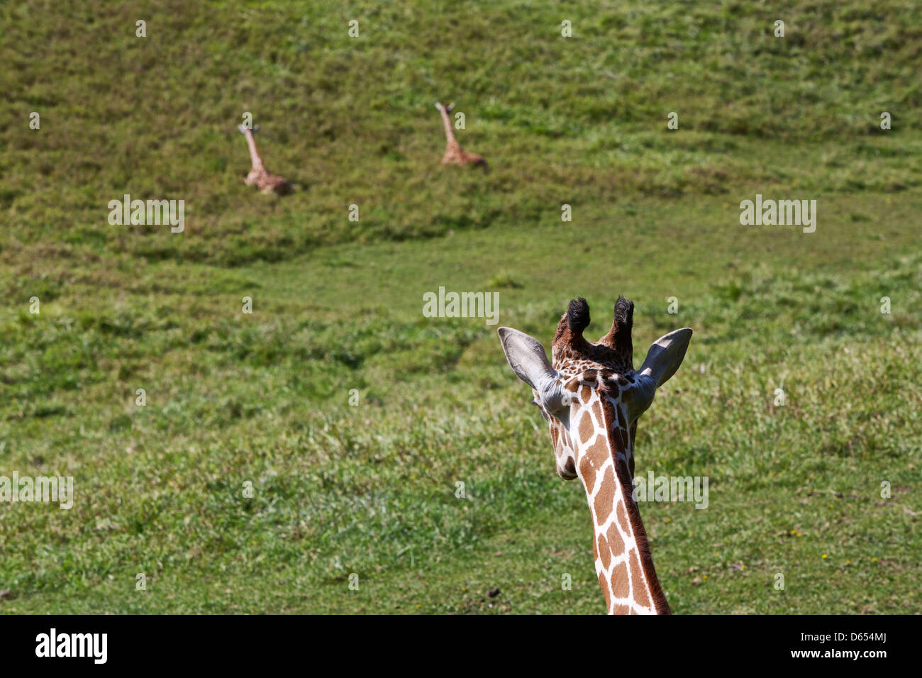 Giraffe looking at two other giraffes in the distance seen from behind ...