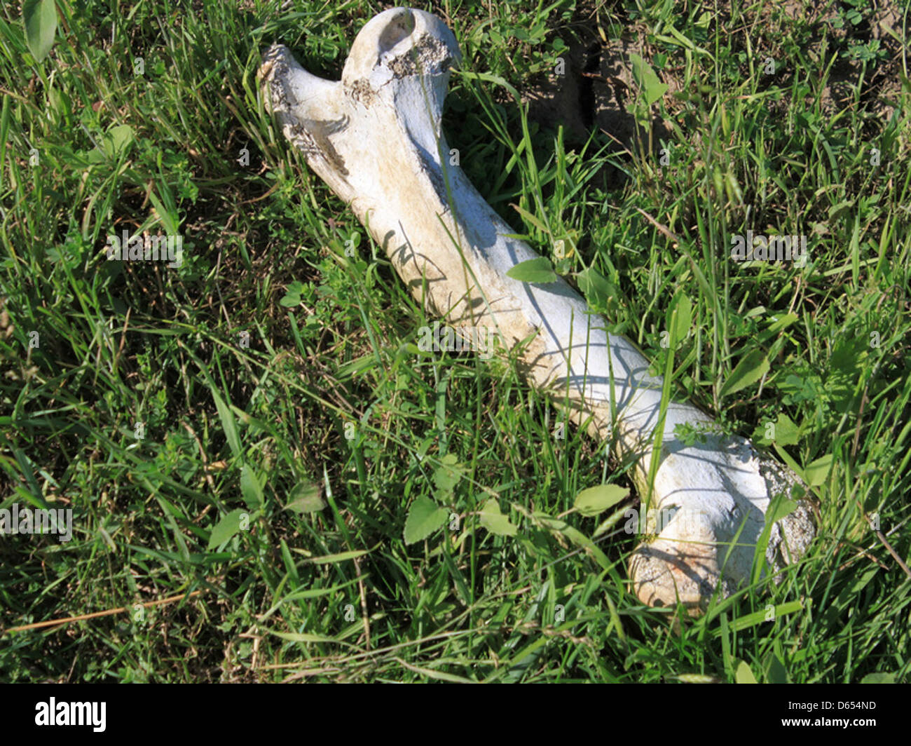 Animal bones in woods hi-res stock photography and images - Alamy