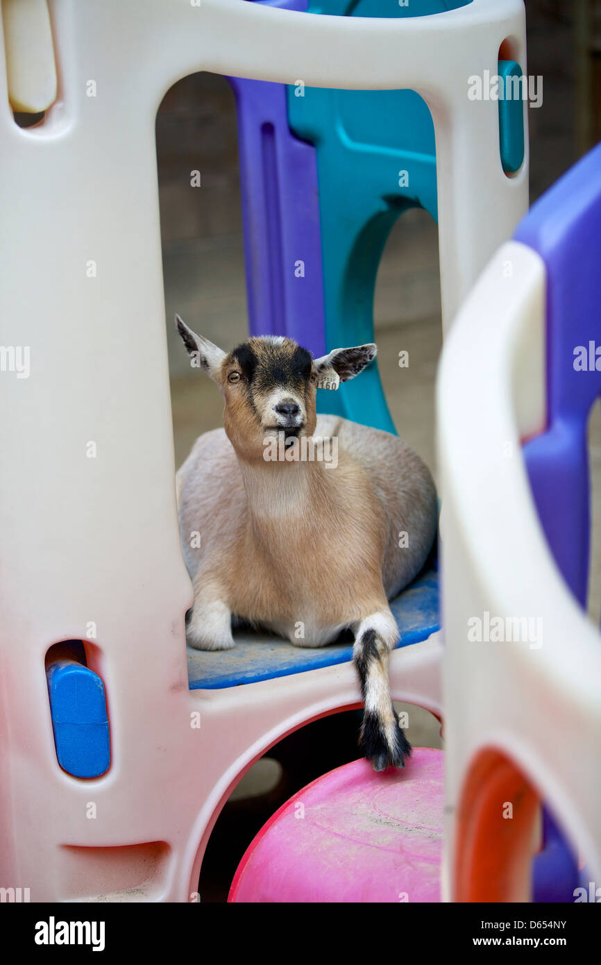Goat Play Equipment