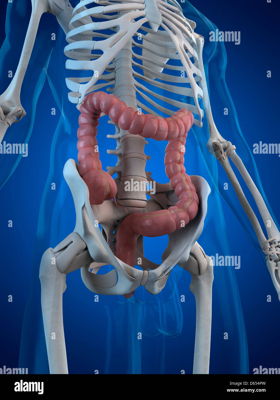 Healthy large intestines, artwork Stock Photo - Alamy