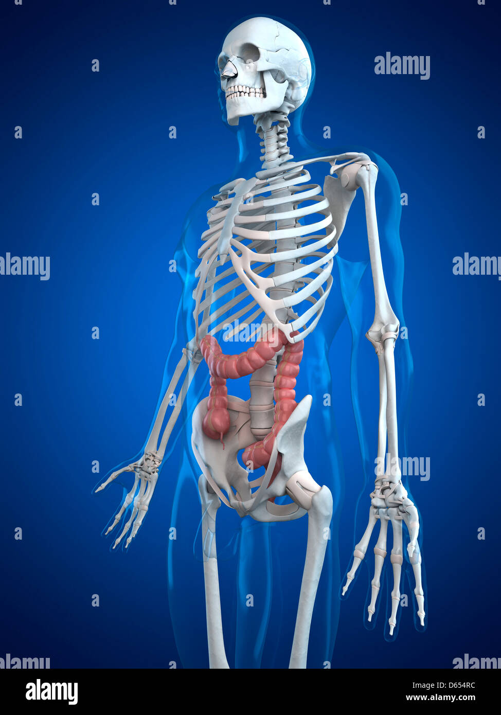 Healthy large intestines, artwork Stock Photo - Alamy