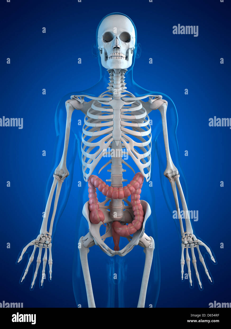 Healthy large intestines, artwork Stock Photo - Alamy