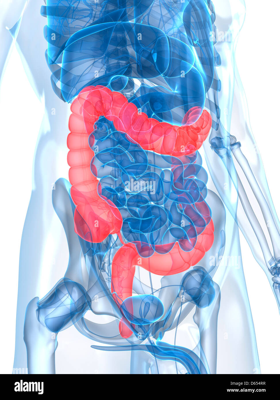 Healthy large intestines, artwork Stock Photo - Alamy