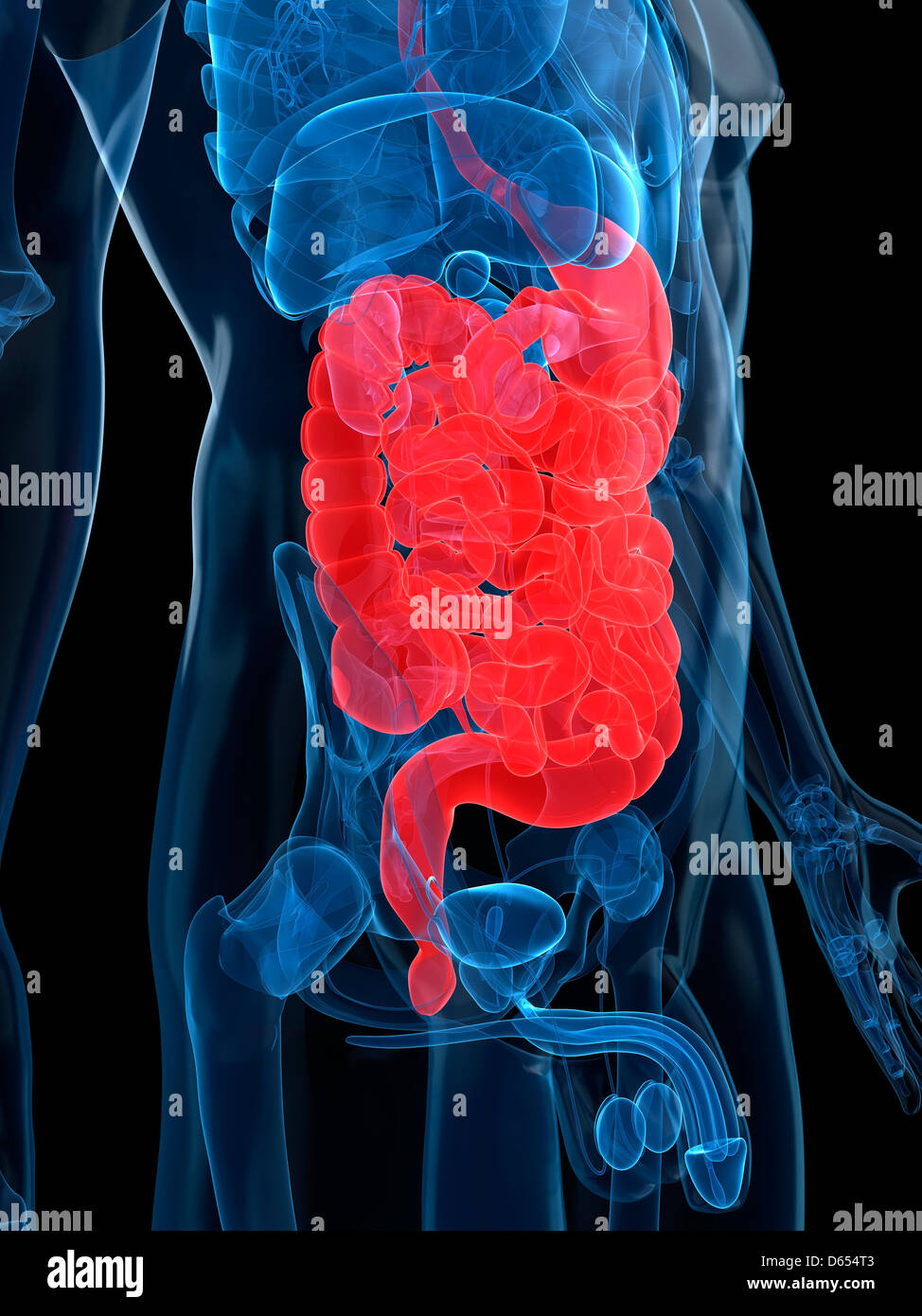 Digestive system black hi-res stock photography and images - Alamy