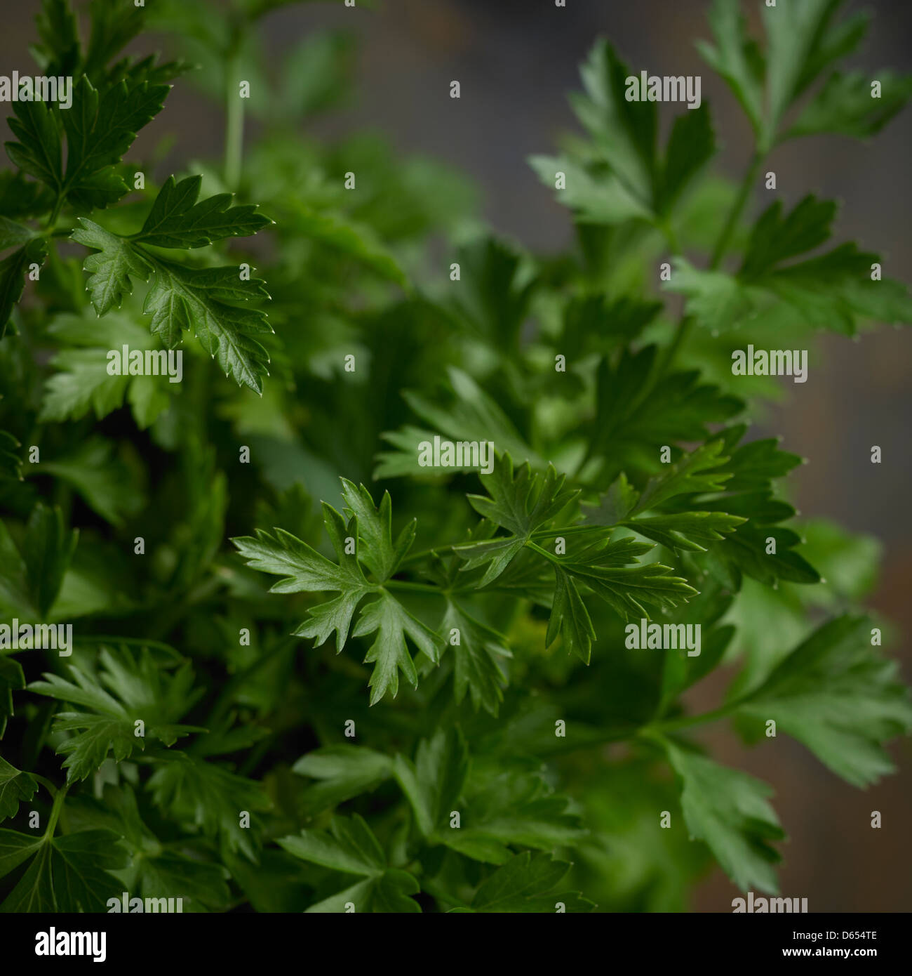 Flat leaf parsley hi-res stock photography and images - Alamy
