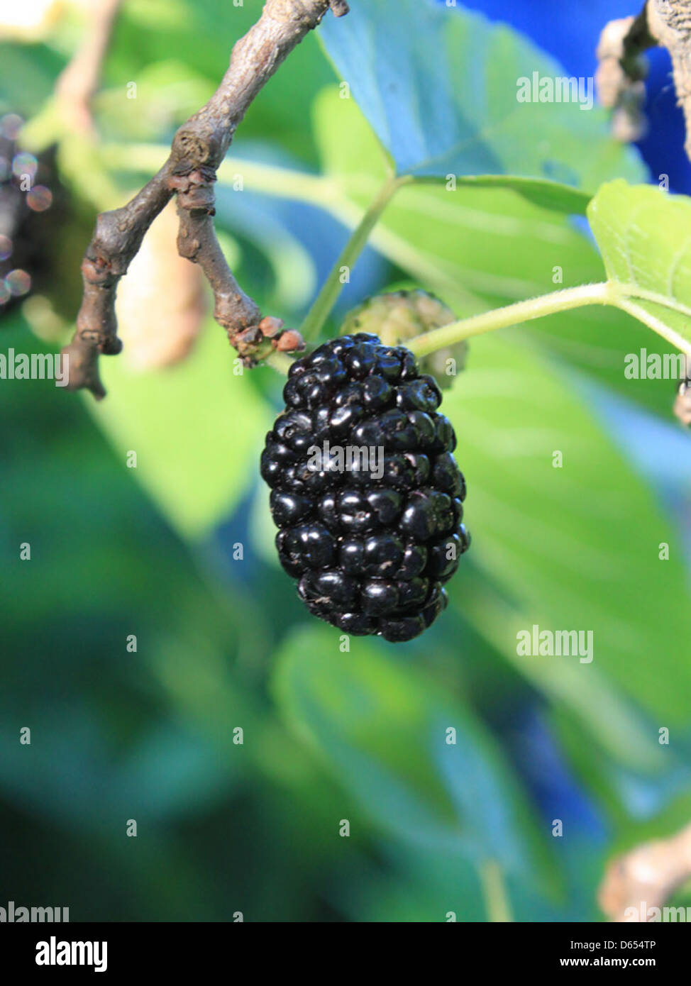 This image features the dark purple fruits of the Black Mulberry tree ...