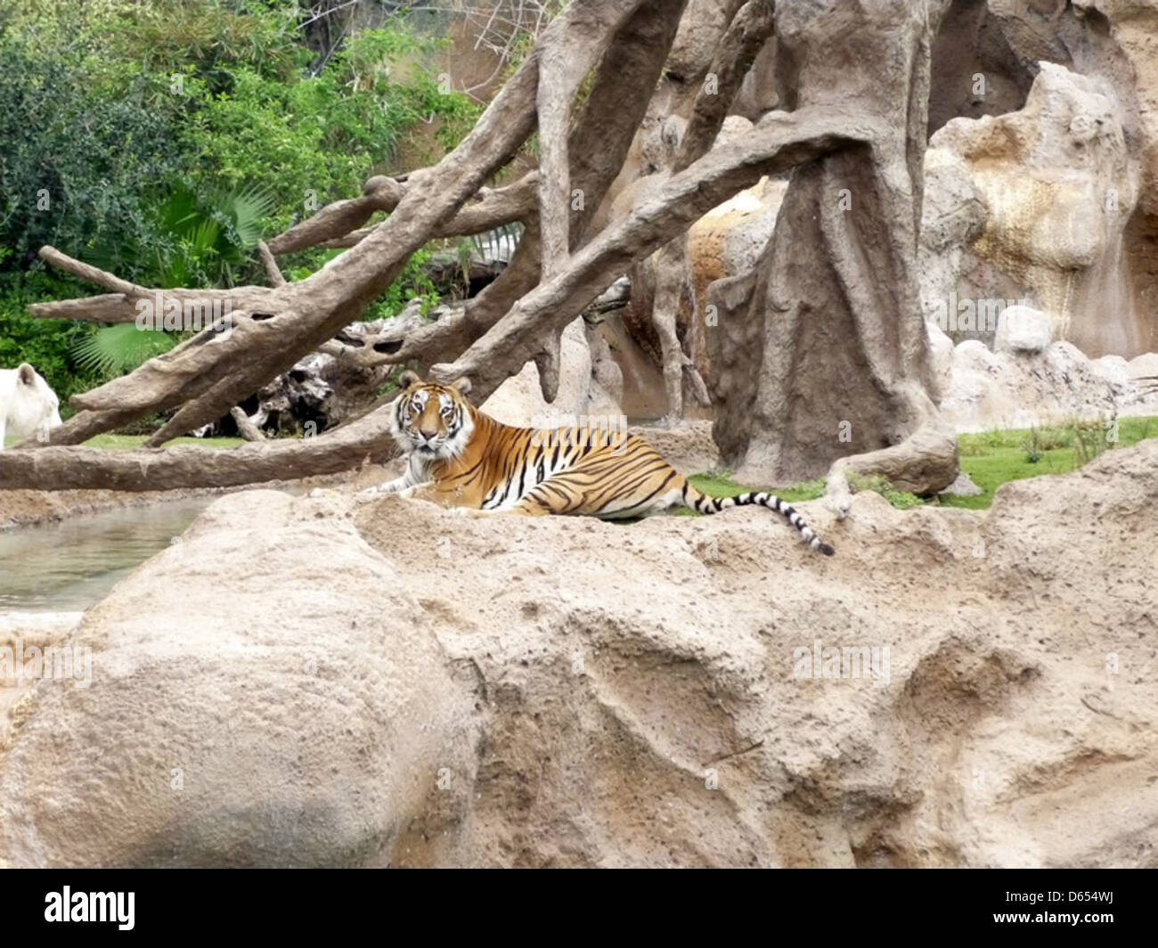 This image shows a hybrid Bengal and White Siberian Tiger in a zoo. The ...