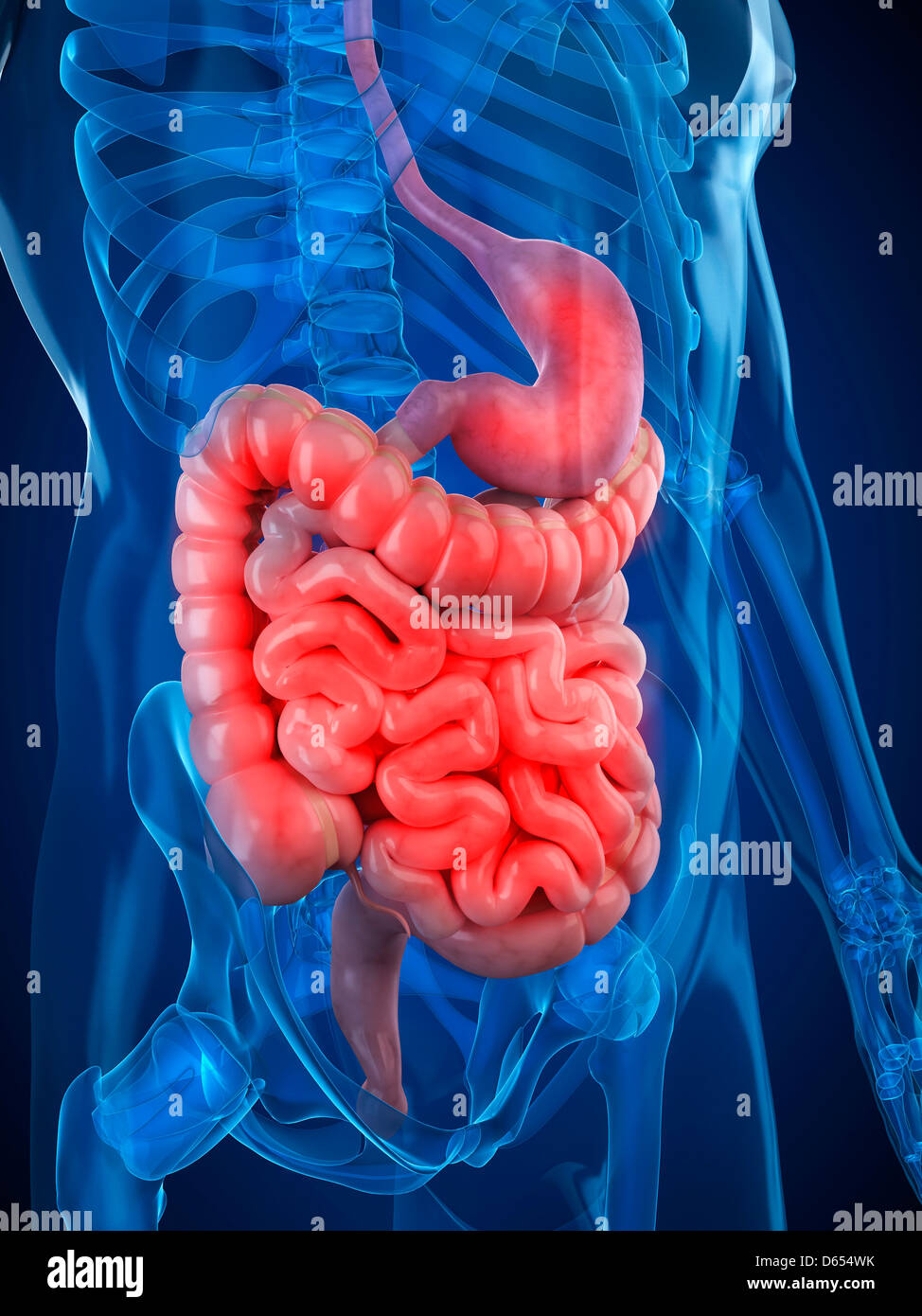 Healthy digestive system, artwork Stock Photo - Alamy