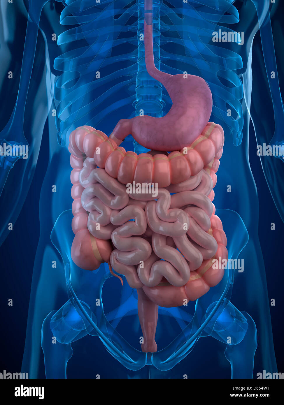 Healthy digestive system, artwork Stock Photo - Alamy