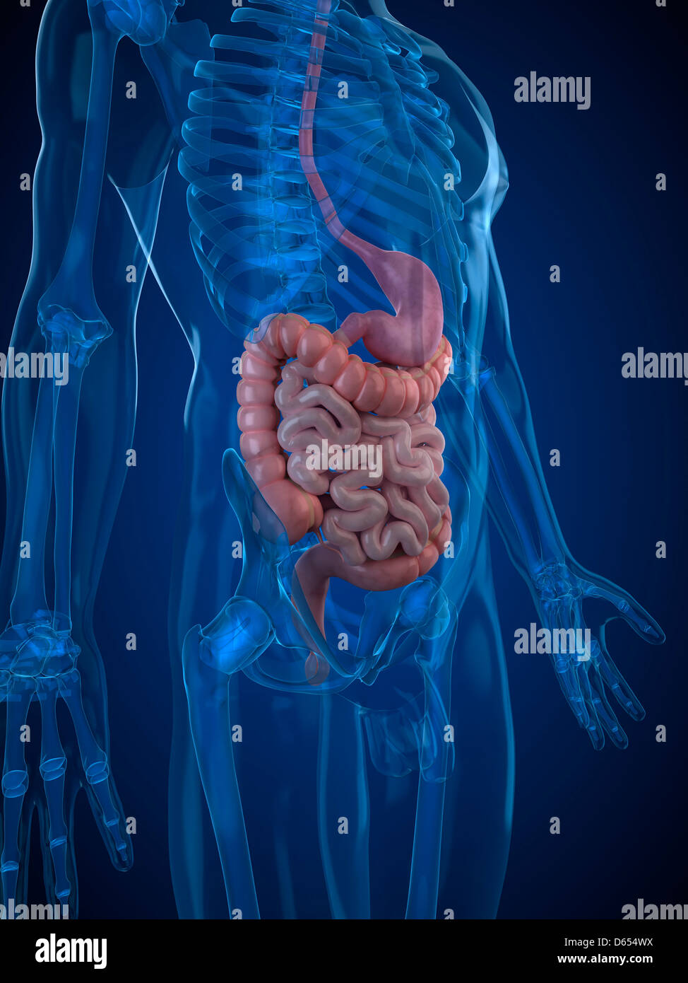 Healthy digestive system, artwork Stock Photo - Alamy