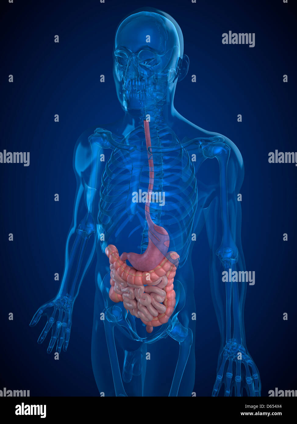 Healthy digestive system, artwork Stock Photo - Alamy