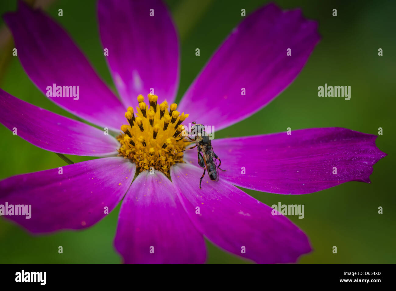 Purple flower with bug Stock Photo - Alamy
