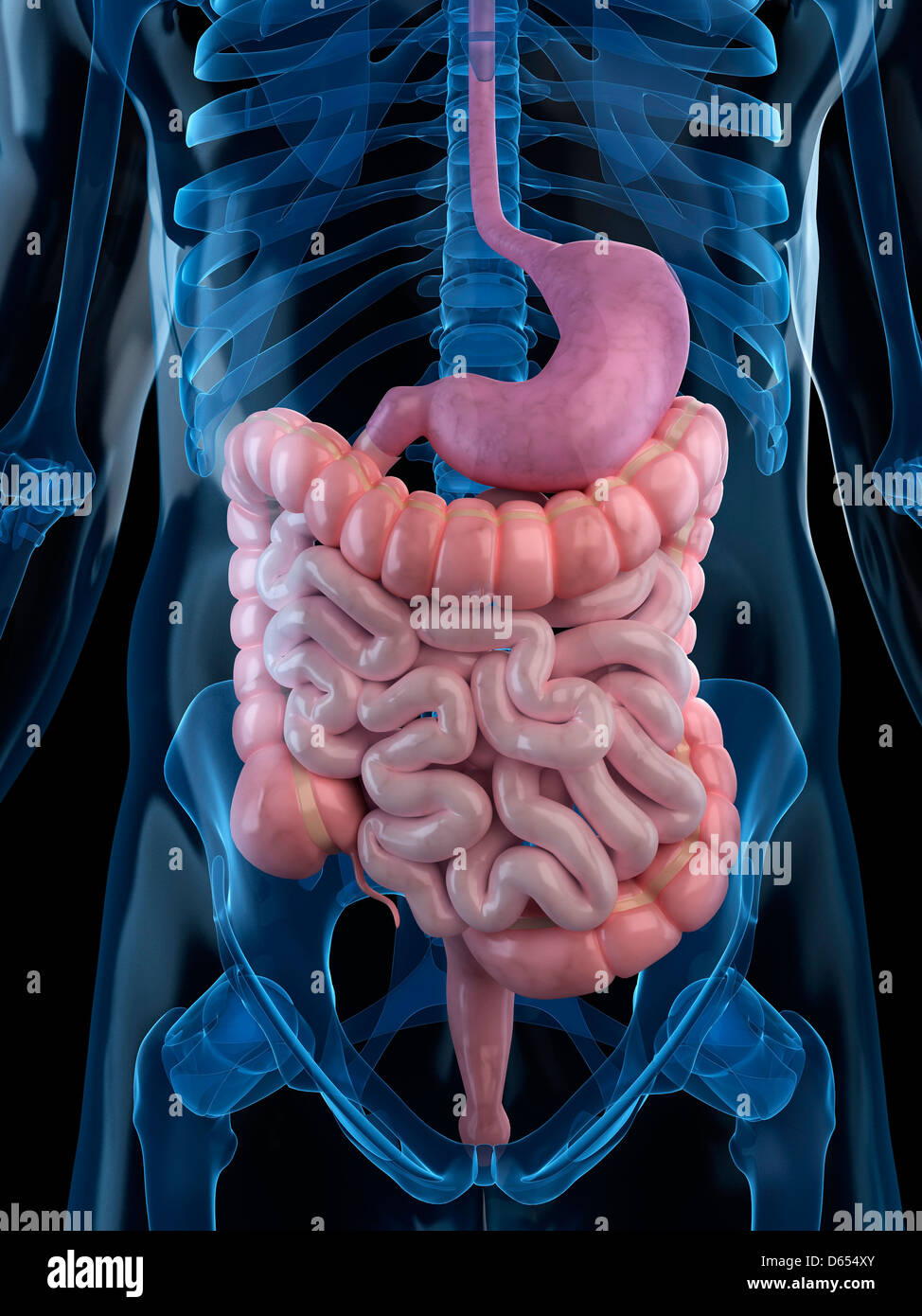 Healthy digestive system, artwork Stock Photo - Alamy