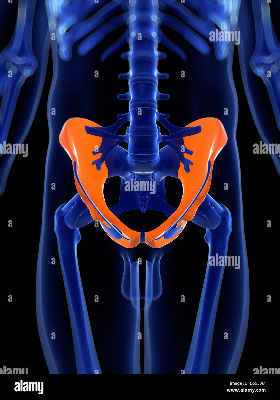 Hip bones, artwork Stock Photo - Alamy
