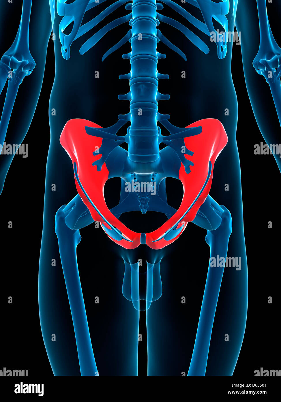 Hip bones, artwork Stock Photo - Alamy