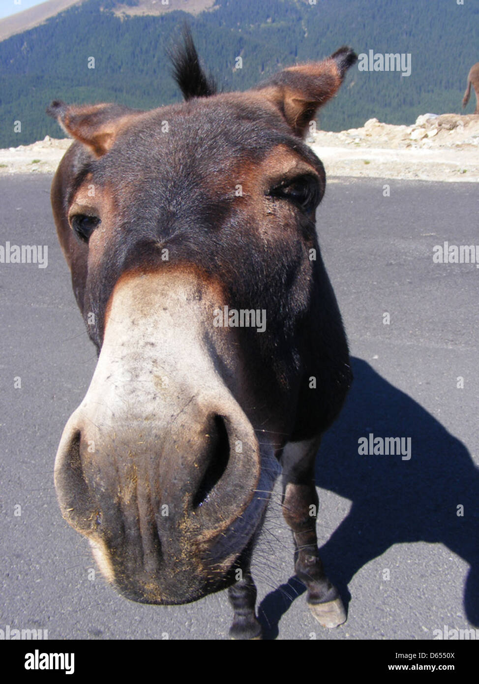 A photo showing donkeys traveling along the scenic mountain road of ...