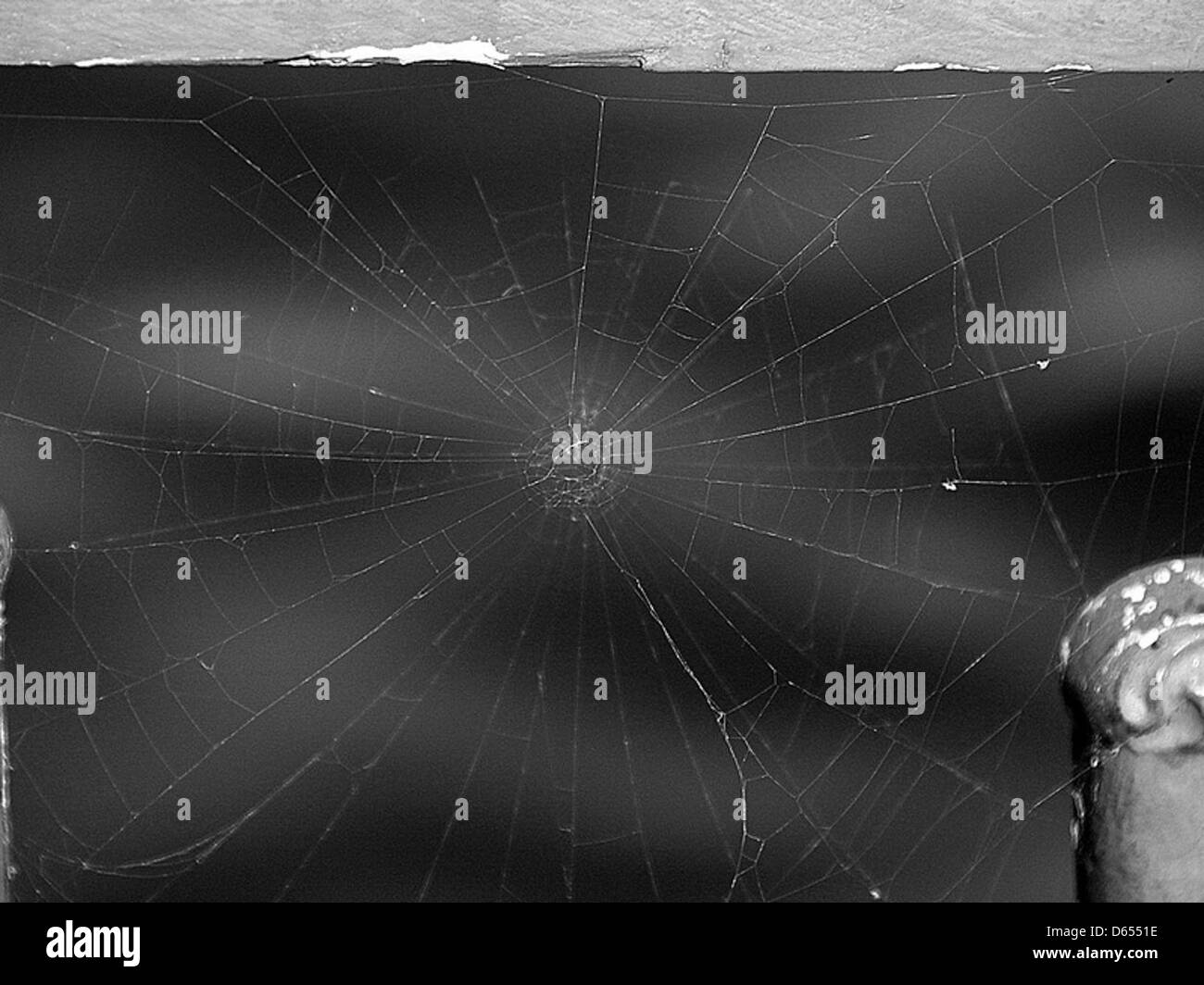 A detailed close-up of a woven spider web, illustrating the intricate ...