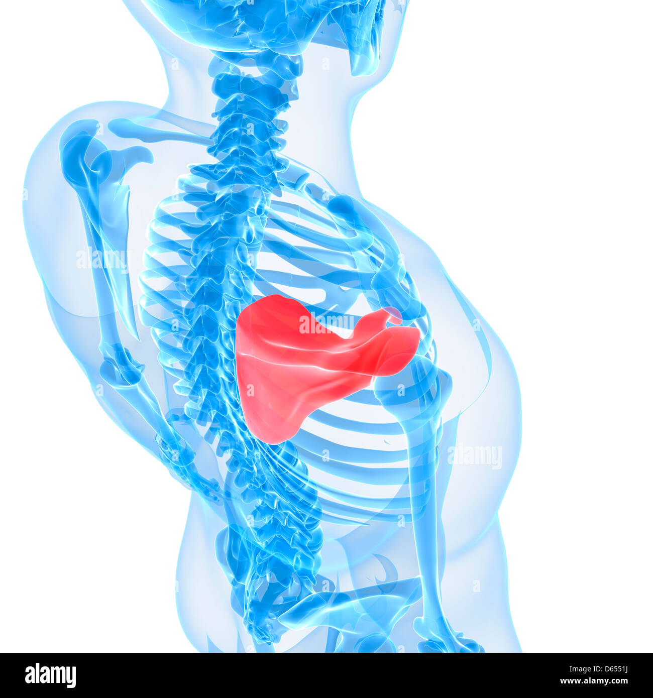 Shoulder blade, artwork Stock Photo - Alamy