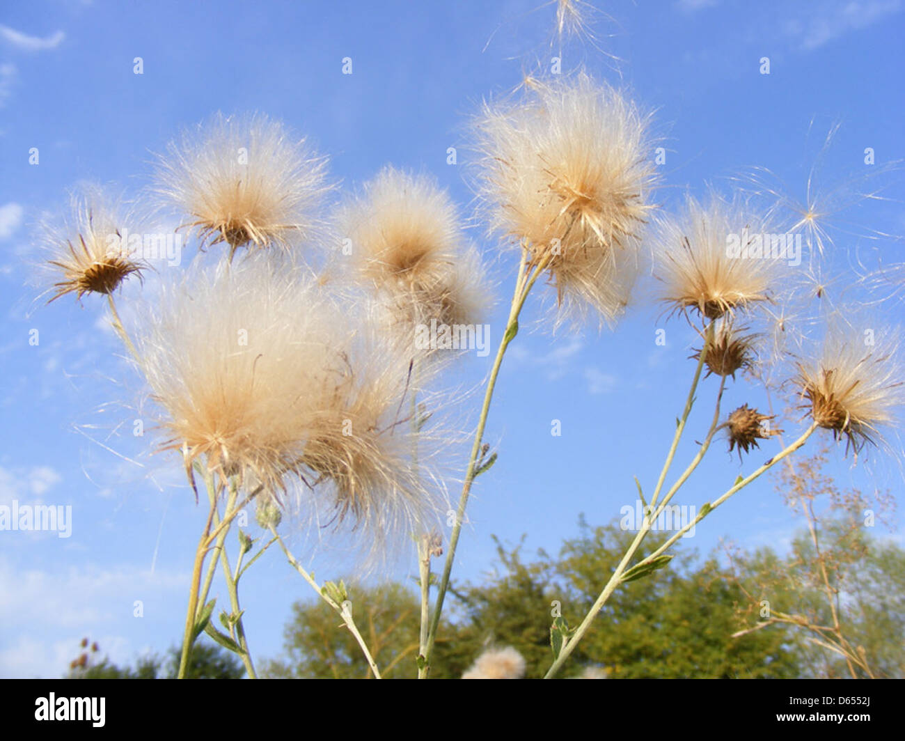 The image captures the fluff of thistle seeds, focusing on their ...
