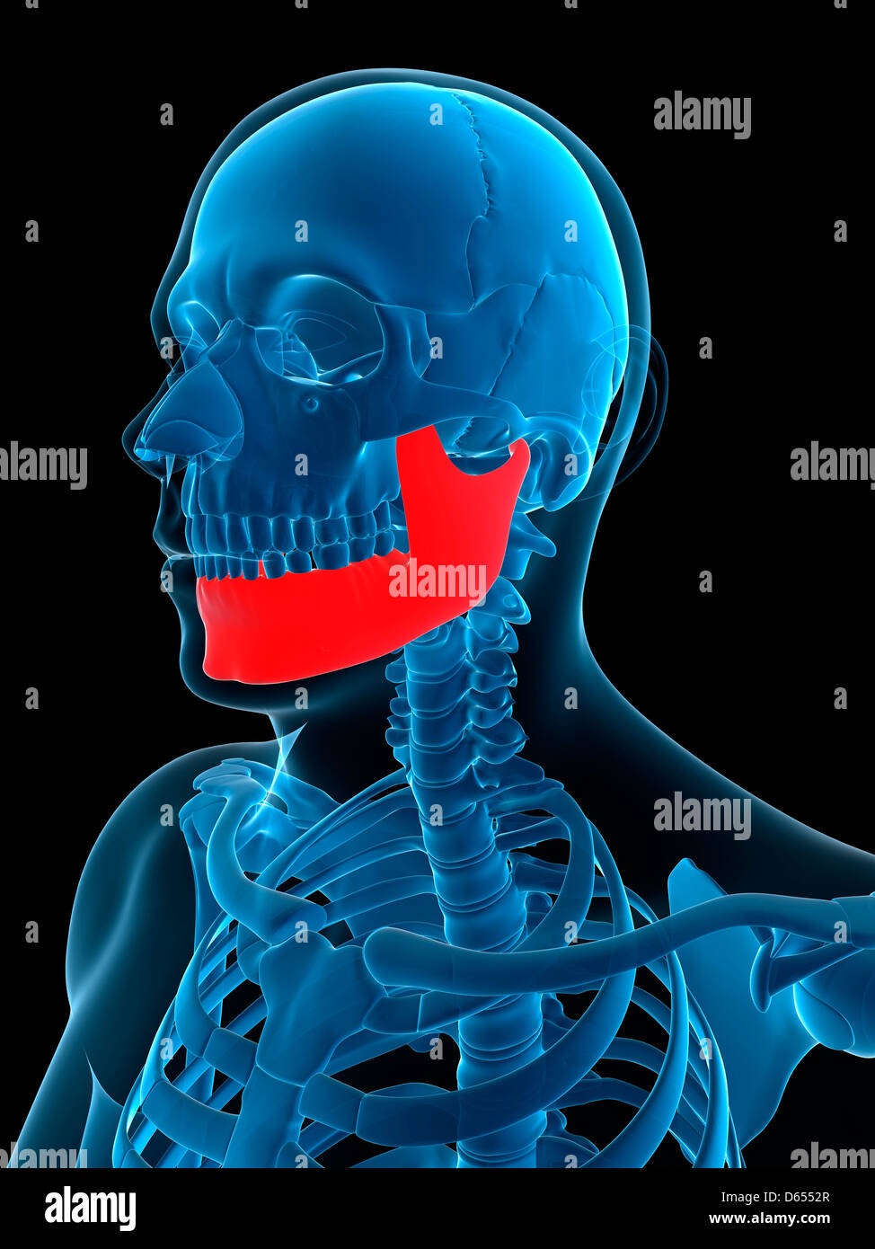 Lower jaw bone, artwork Stock Photo - Alamy