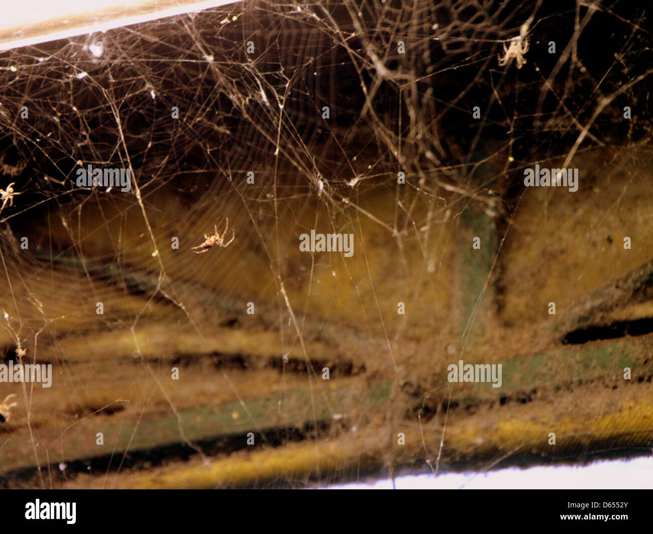 A close-up photograph showing a spider colony near a fluorescent lamp ...