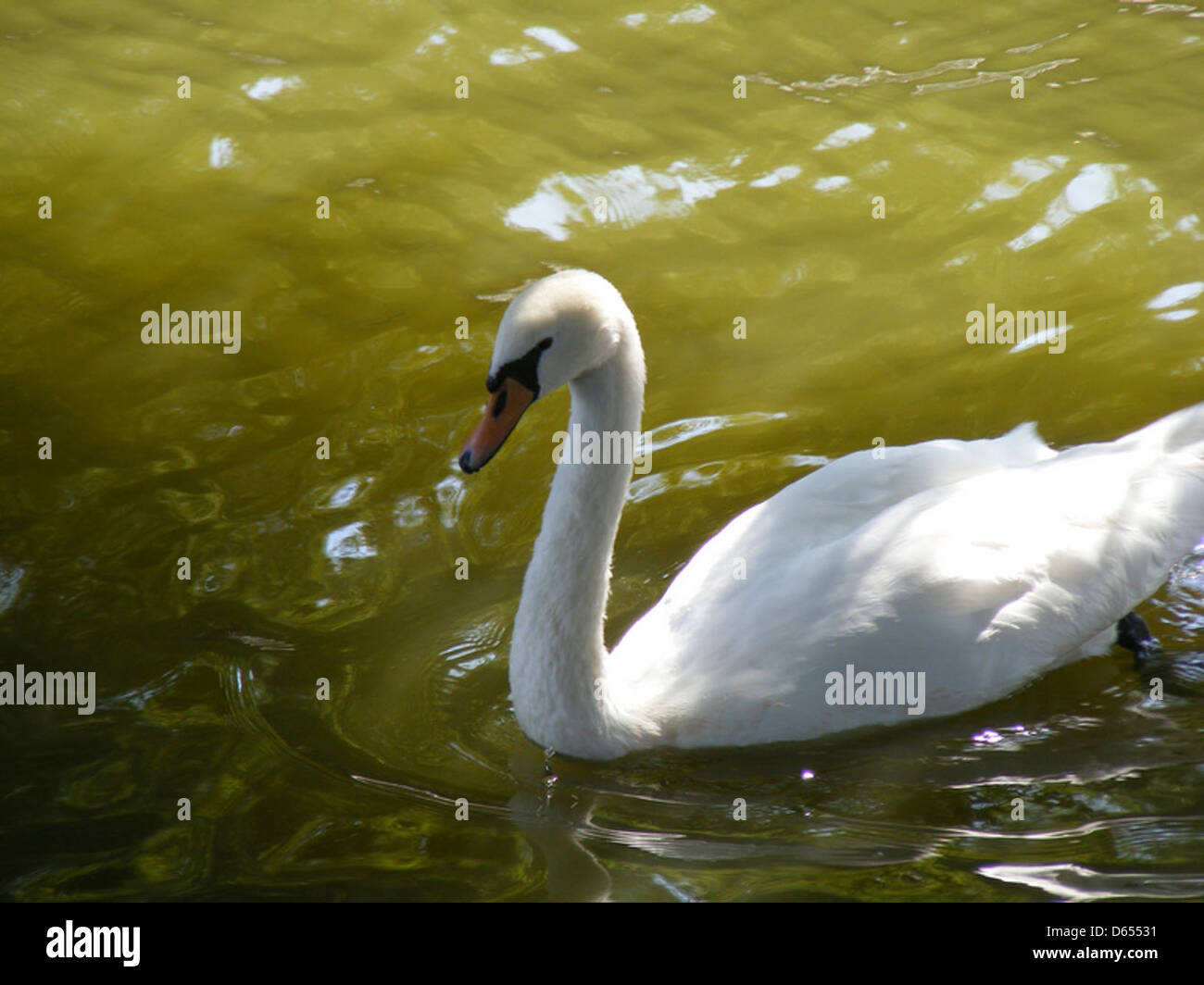 Serene scene swans gracefully swimming hi-res stock photography and ...