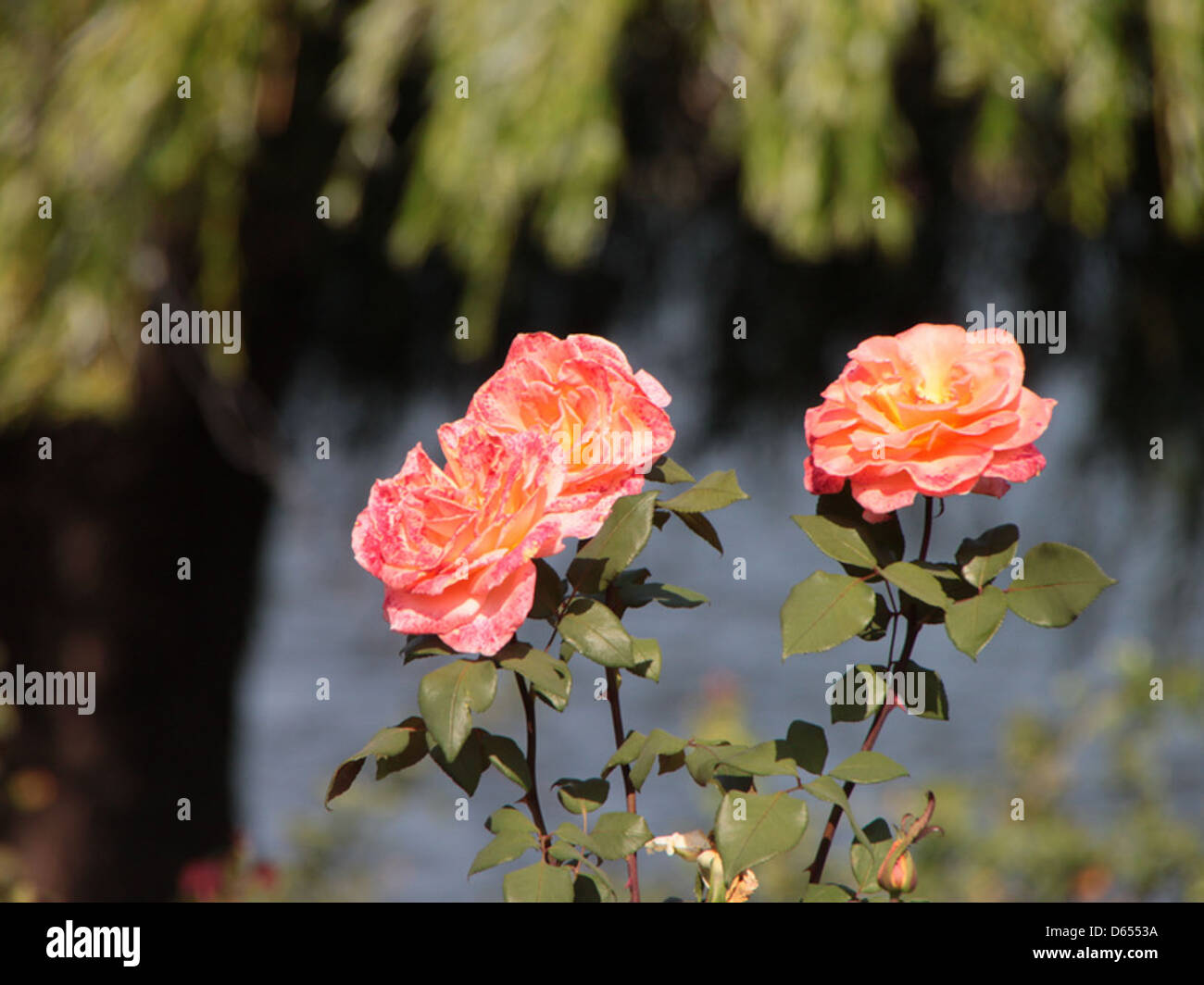 This image features a collection of blooming roses in a park. The roses ...