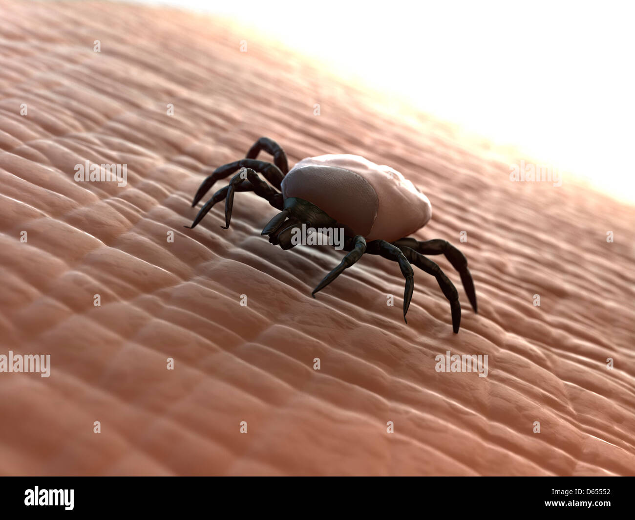 Tick artwork hi-res stock photography and images - Alamy