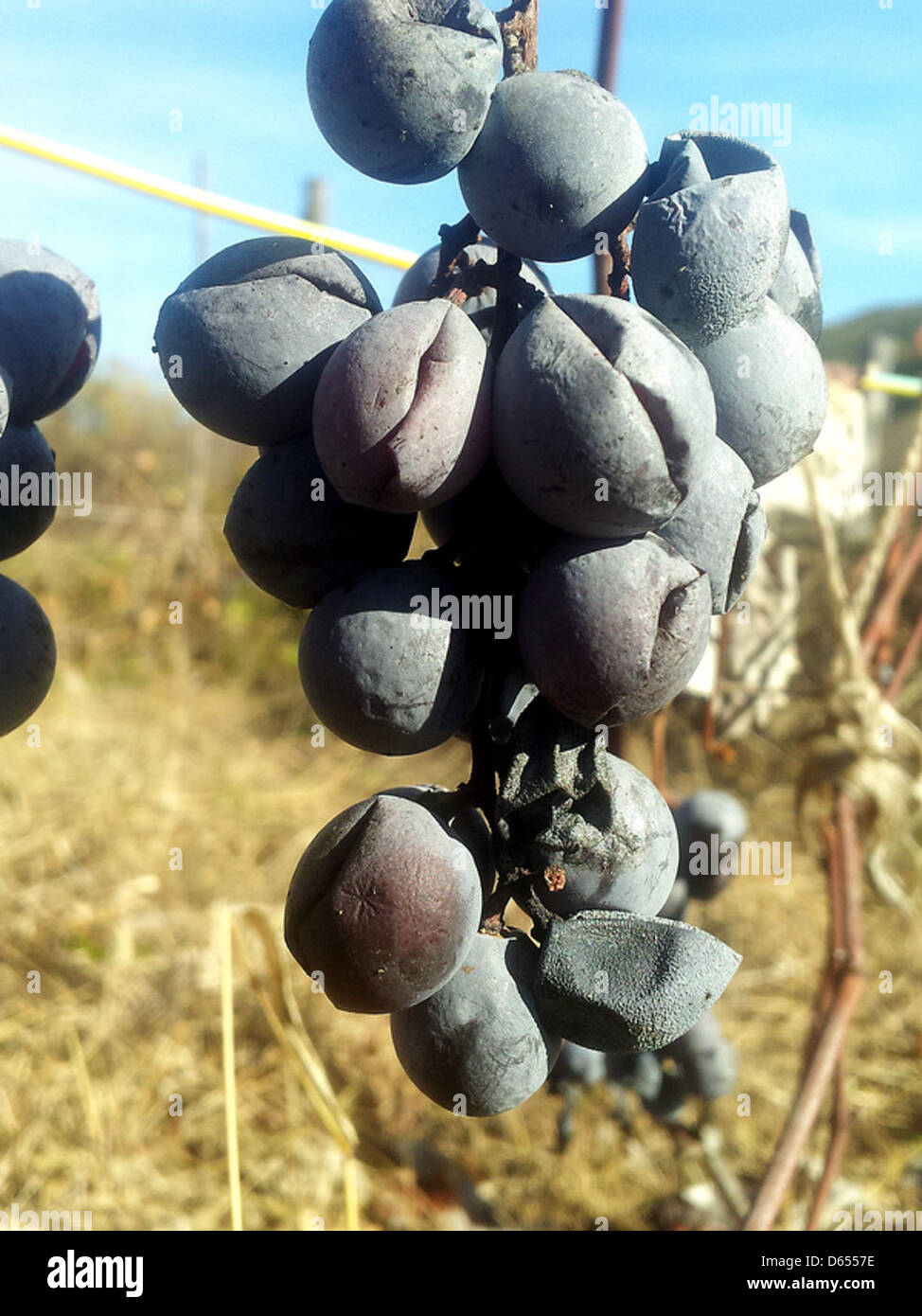 Close up shot process drying hi-res stock photography and images - Alamy