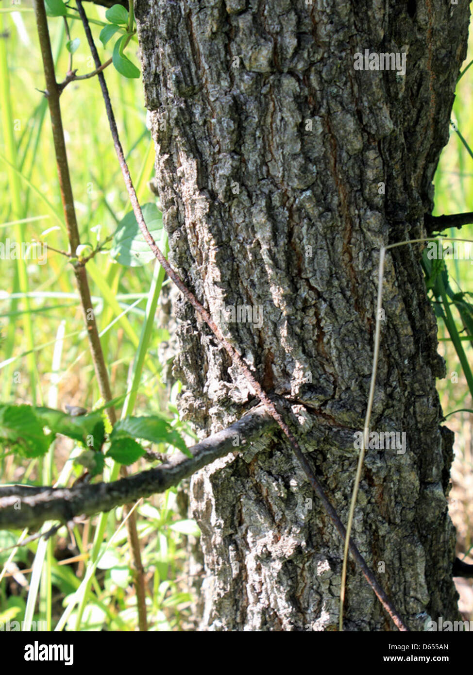 The bark of the Winged Elm tree (Ulmus alata) is distinct for its corky ...