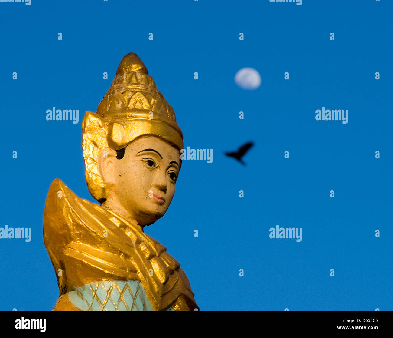 Bird of myanmar hi-res stock photography and images - Alamy