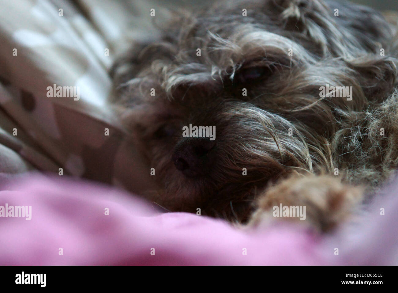 border terrier dog sleeping camo pink radiator bed face Stock Photo - Alamy