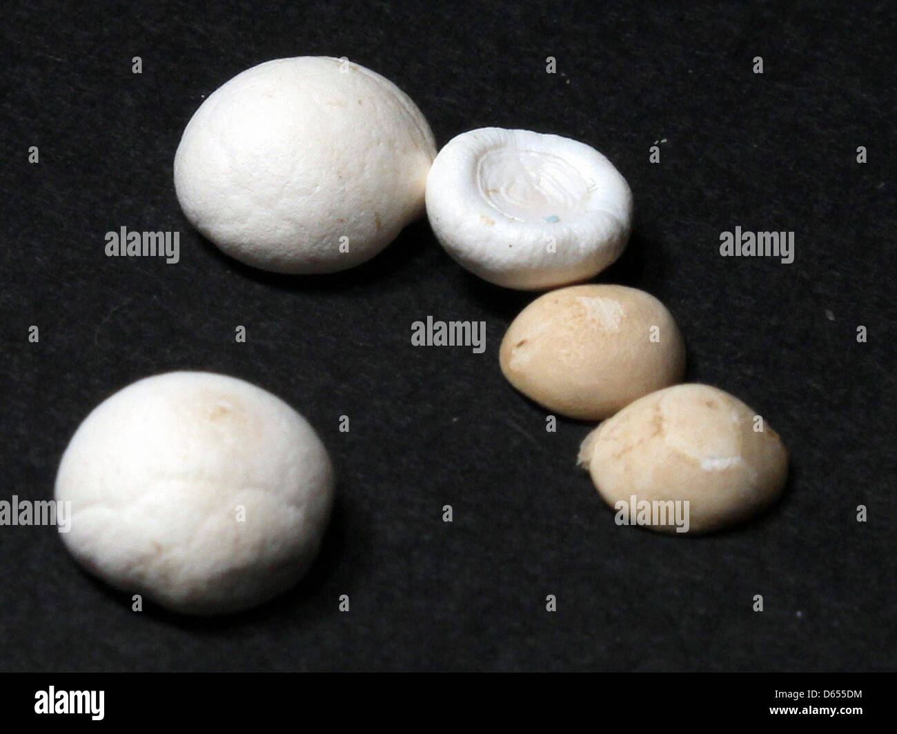 Pearls-from-Lobsters Reserve-of-Calcium IMG 2962 cr Stock Photo - Alamy