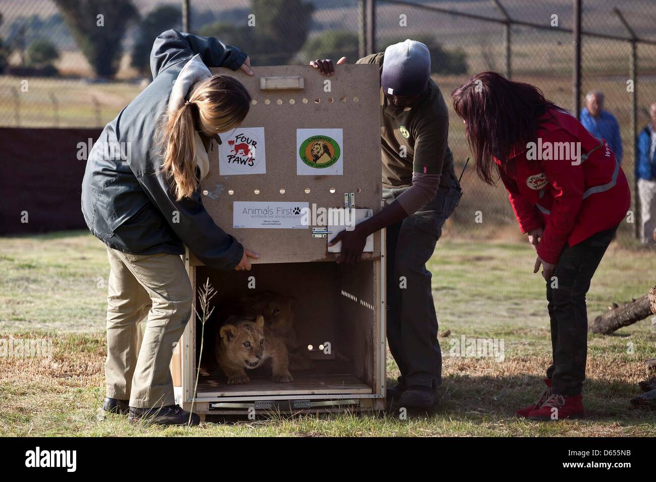 BETHLEHEM, SOUTH AFRICA: A lion cub is released from its travel crate ...
