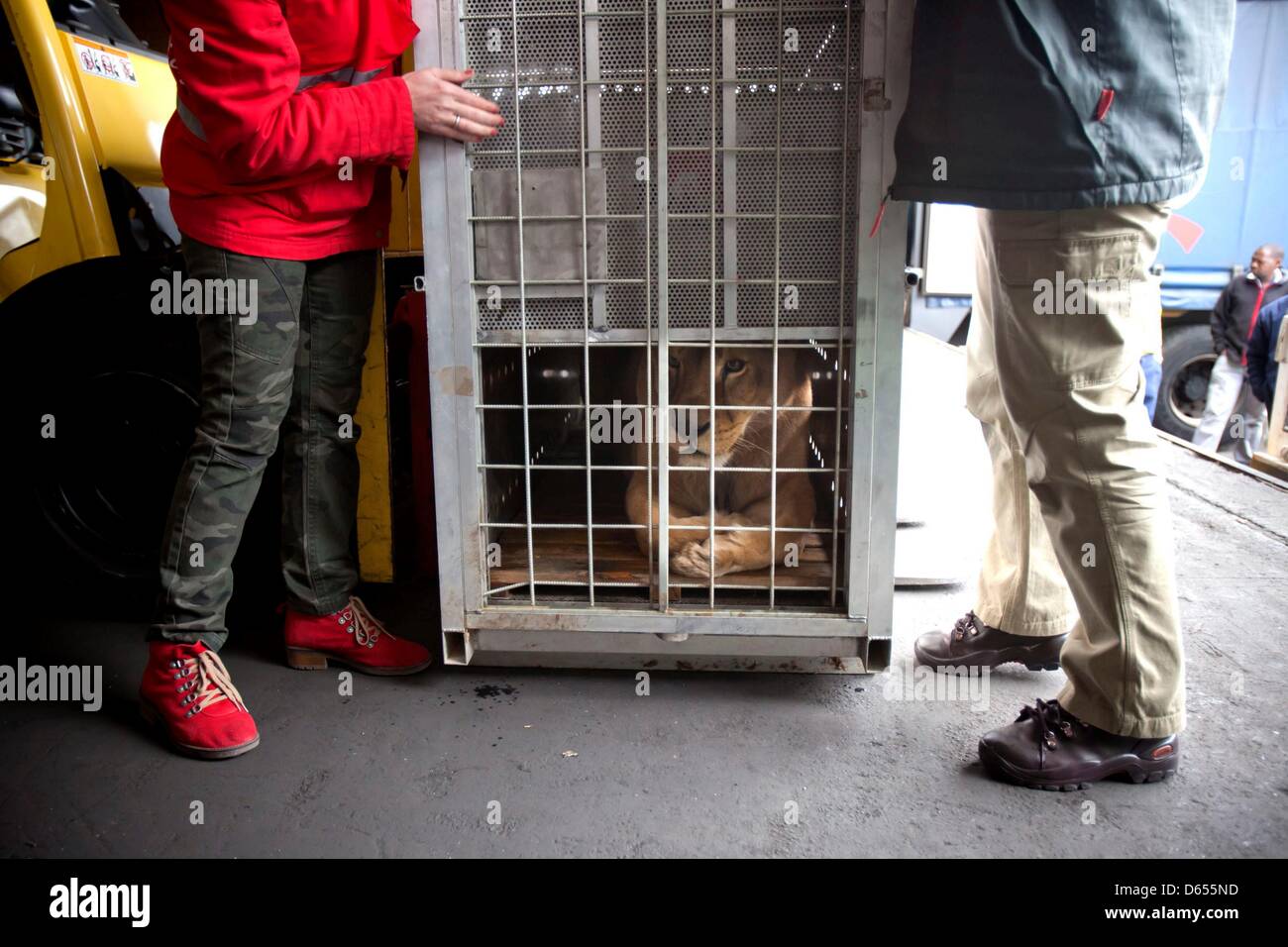 Cats first rescue hi-res stock photography and images - Alamy