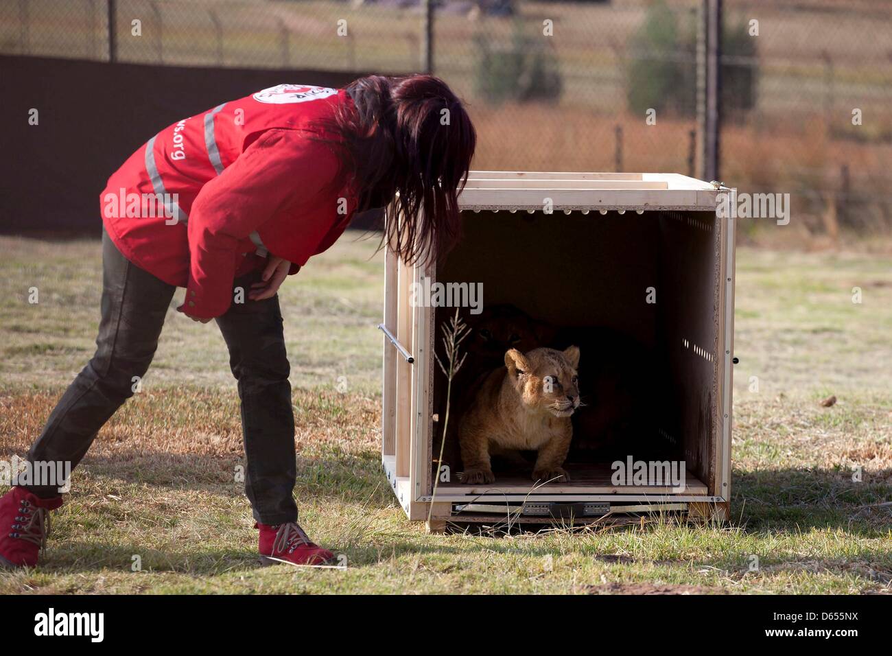 Bethlehem south africa lion cub hi-res stock photography and images - Alamy