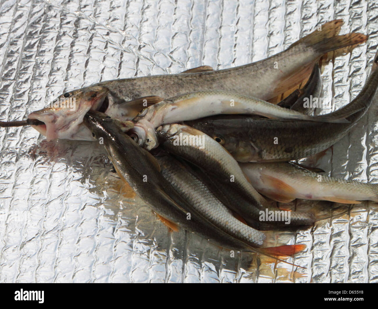 This image shows a fish hanging, having been captured using only an ...