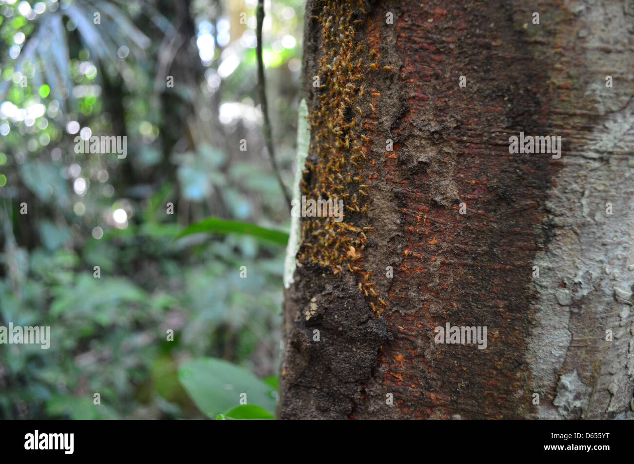Termites crawling on a tree in the Amazon rainforest, Tambopata, Peru ...