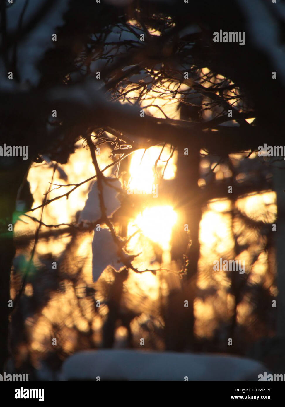 A winter scene featuring sunlight filtering through snow-covered tree ...