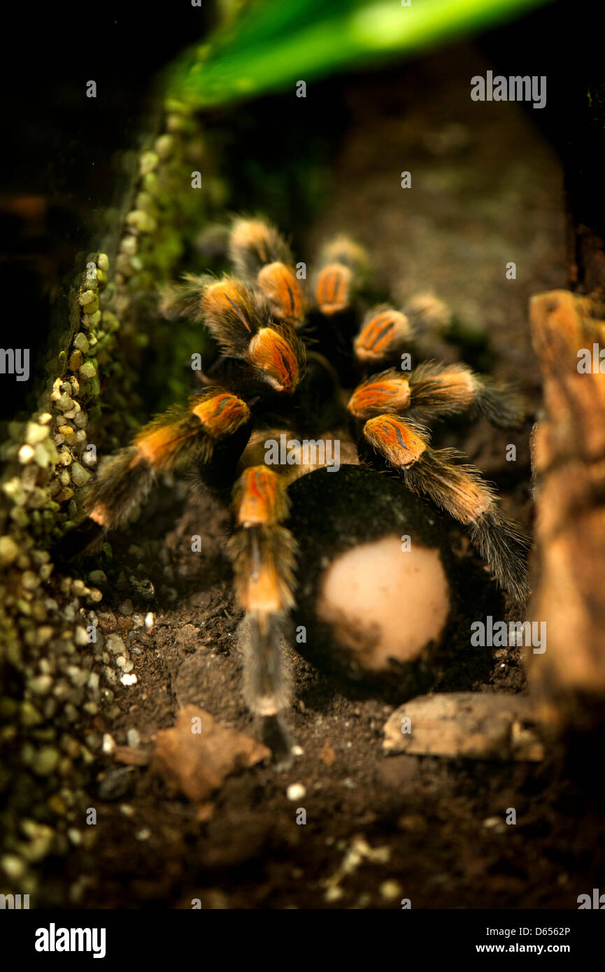 A Mexican redknee tarantula (Brachypelma smithi) sits in a terrarium of ...