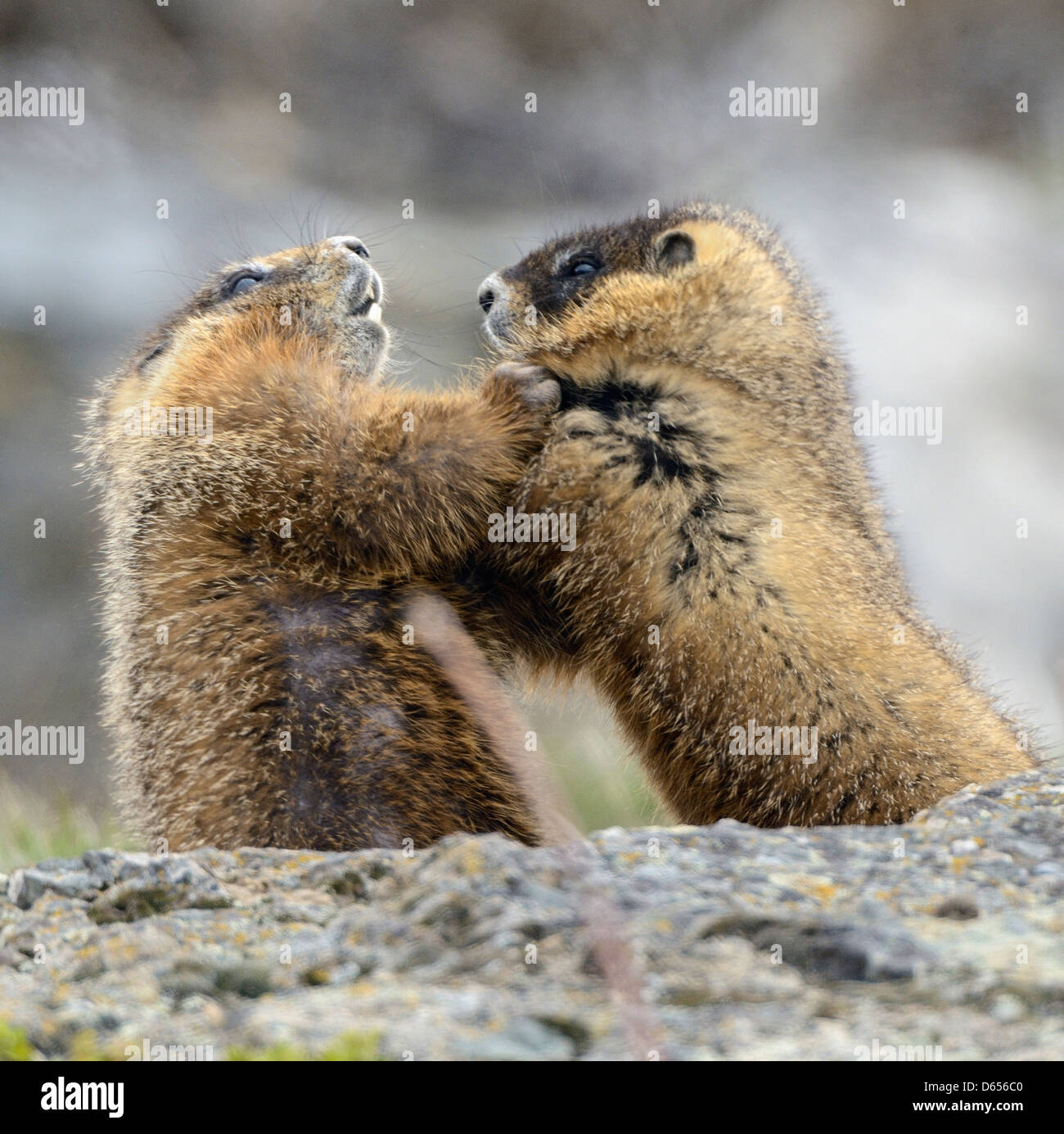 Yellow bellied marmot fight hi-res stock photography and images - Alamy