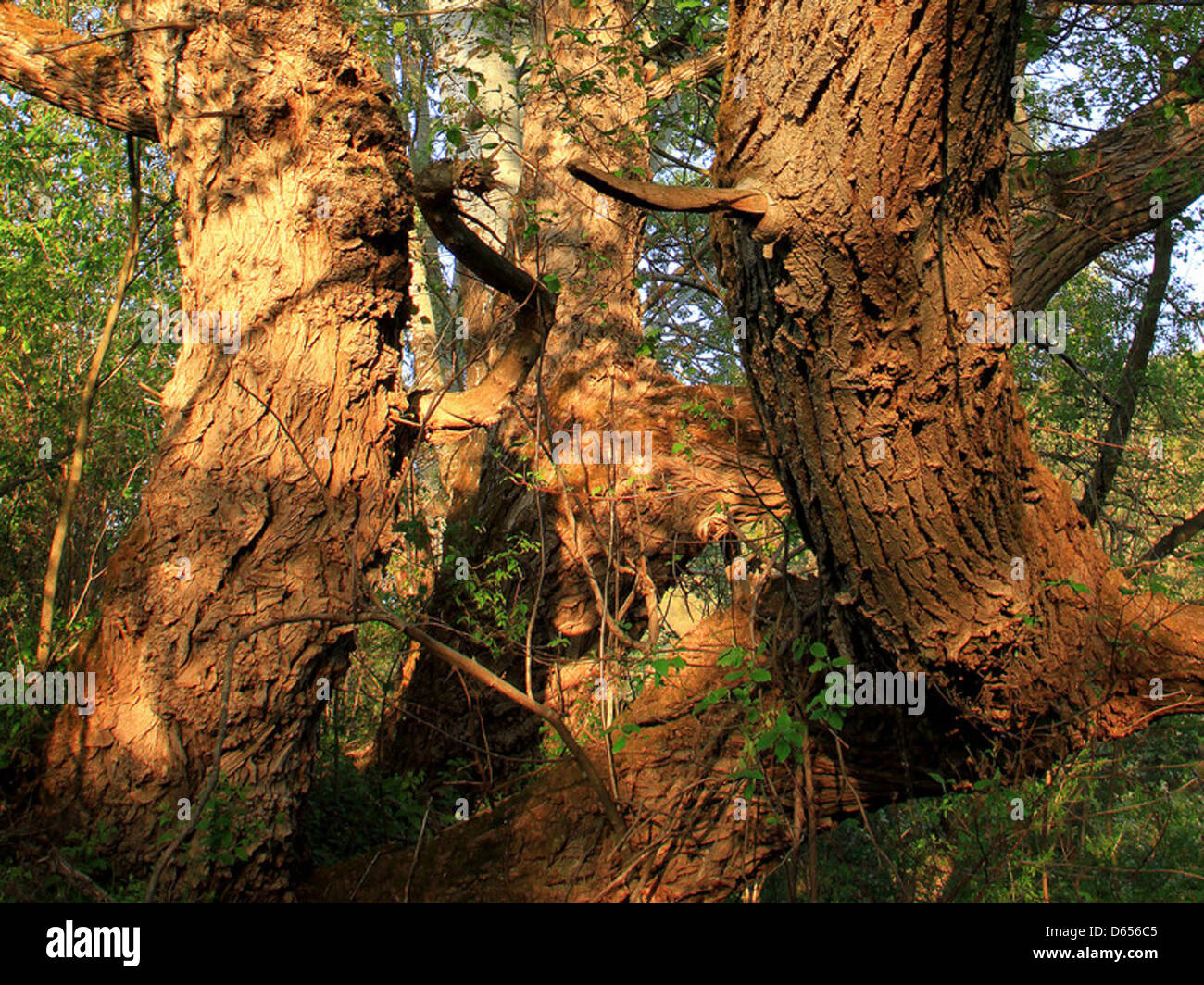 A close-up of the wrinkled bark of an old willow tree. The texture and ...