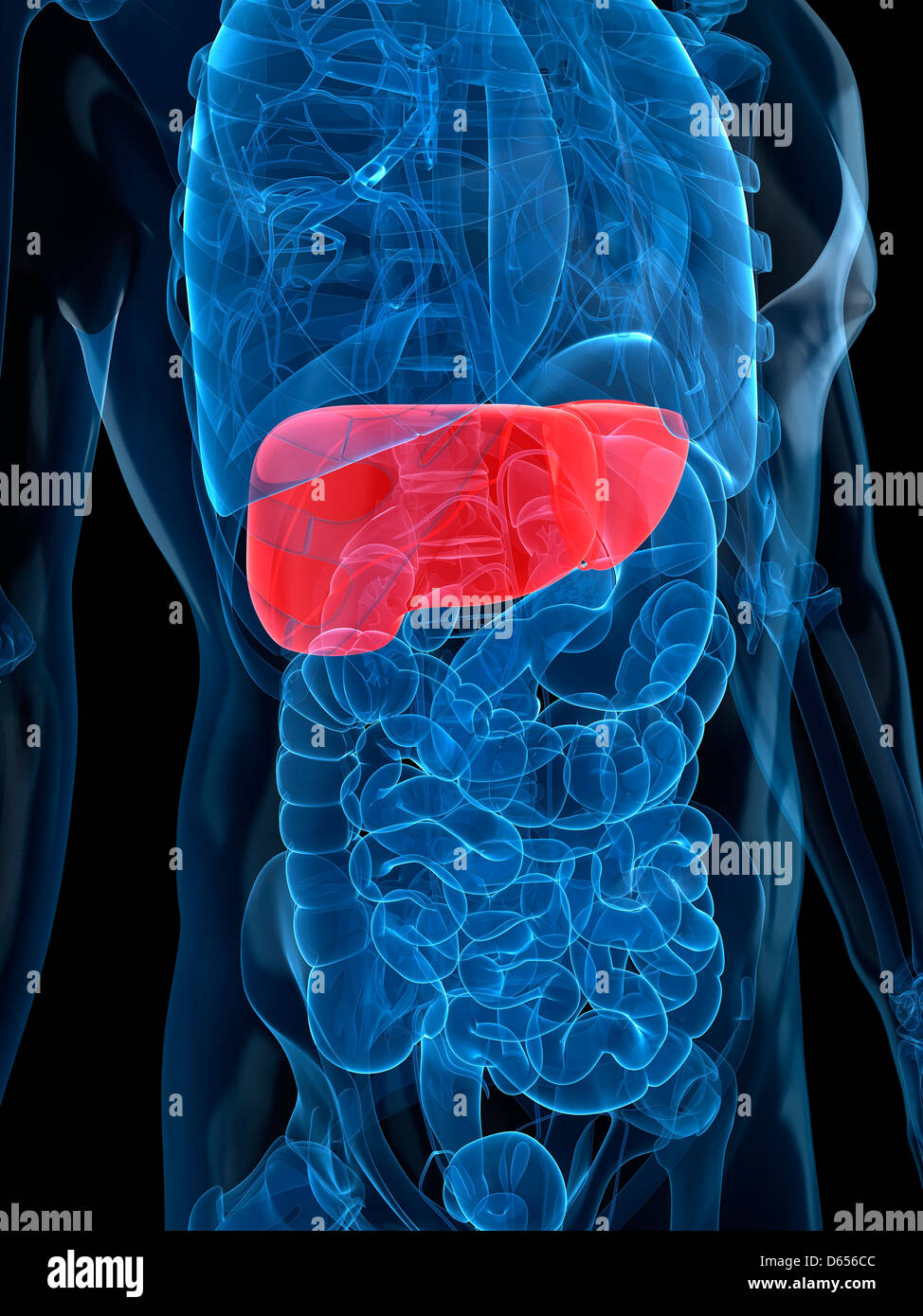 Healthy liver, artwork Stock Photo - Alamy