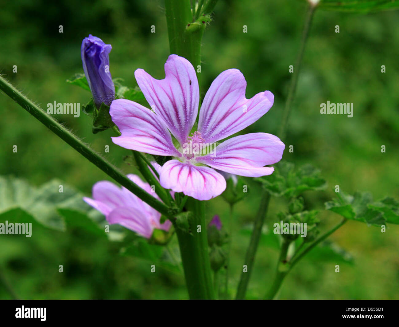 This image showcases purple mallow flowers (Malva sylvestris) in bloom ...